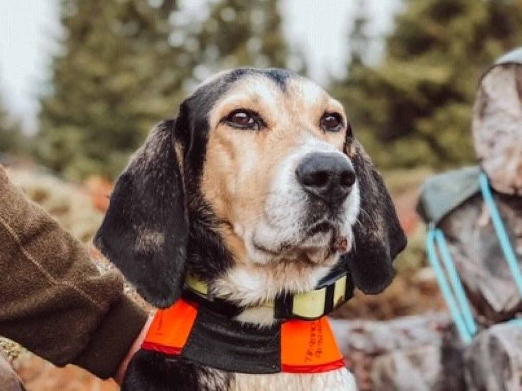 Hund - Bjerke Jeger- og Fiskerforening
