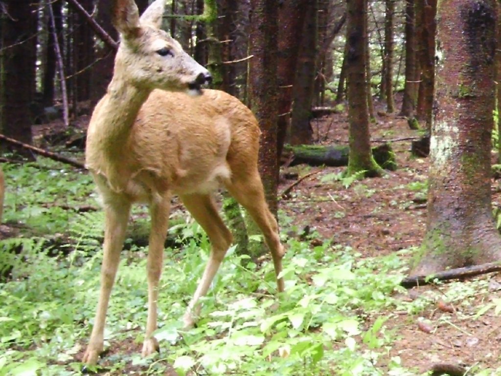 FJFF Rådyrjakt på Håøya 12-10-2025 - Frogn JFF
