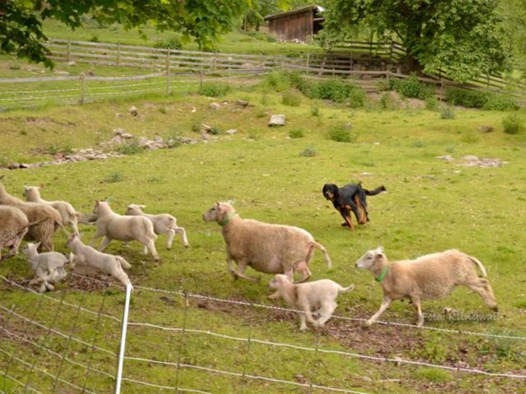 GJFF - Saueaversjon 2021 - Gjerdrum JFF