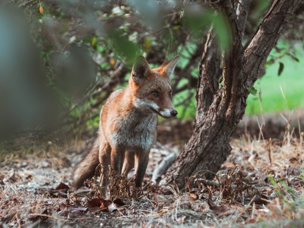 Rovvilt 2022 - Gjerdrum JFF