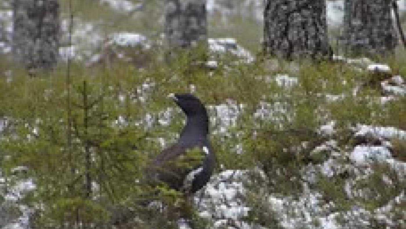 4 dagers fuglejakt Elverum helg uke 48 - Oppegård JFF