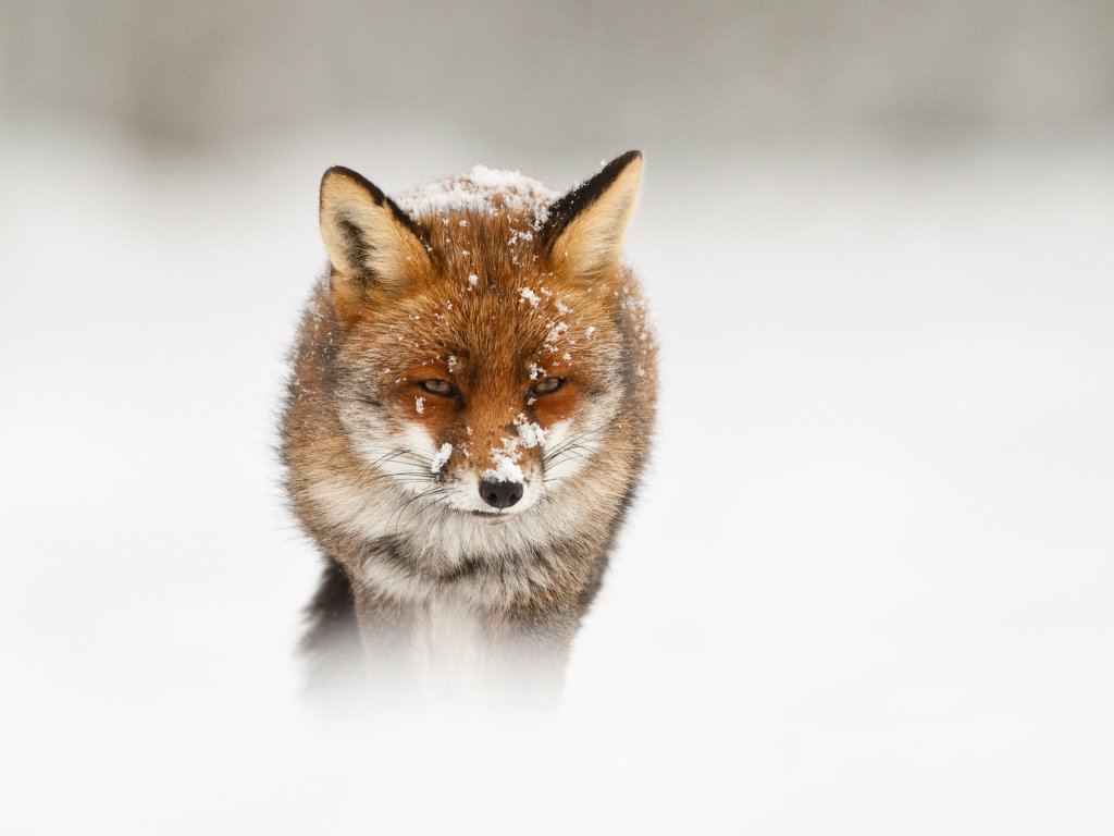 10 tips til åtejakt på rev - NJFF