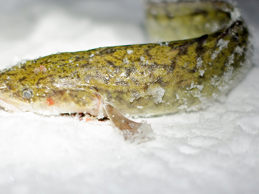 Dette bør du fiske på isen nå - NJFF