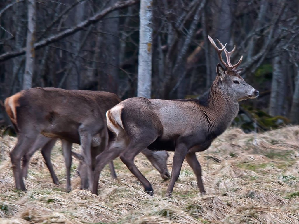 Er du klar for hjortejakta - NJFF