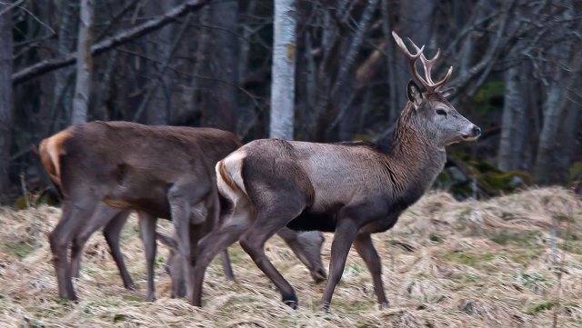 Er du klar for hjortejakta - NJFF