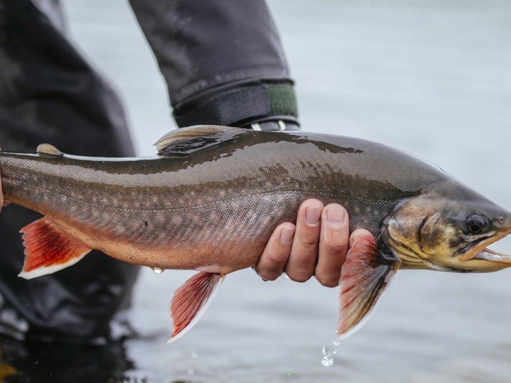 Slik får du fisk! - NJFF