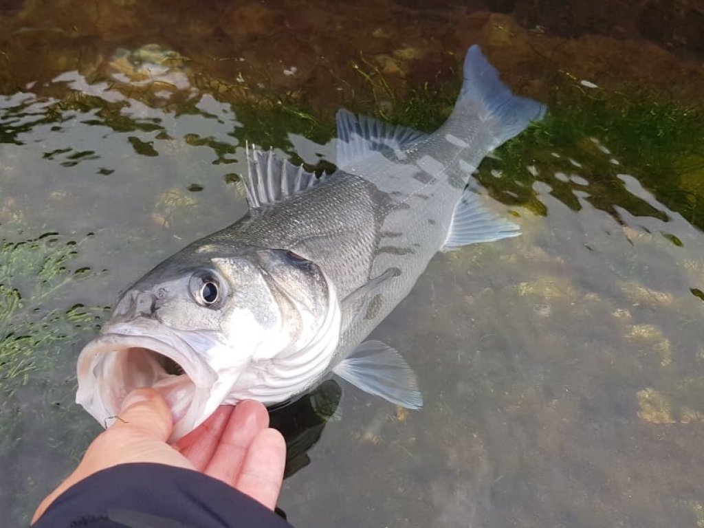 Tid for havabbor - NJFF