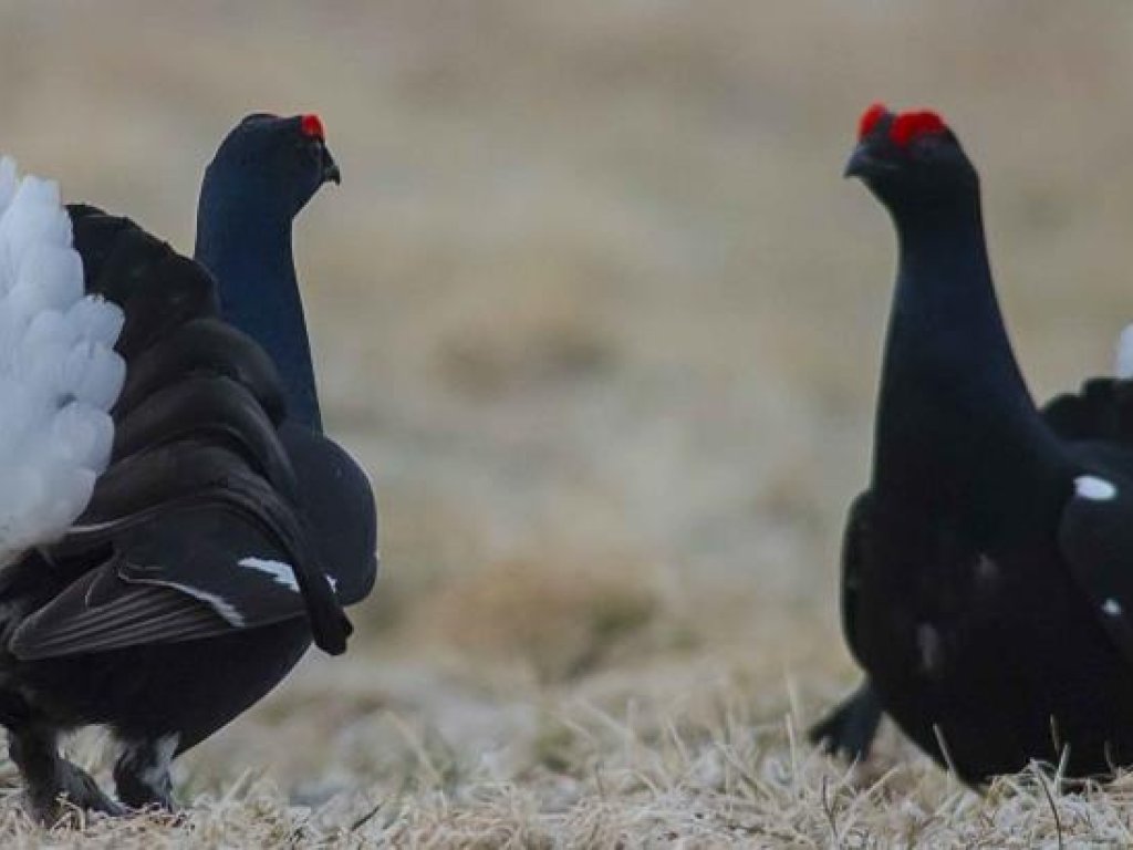 Tips til orrfuglleik - NJFF