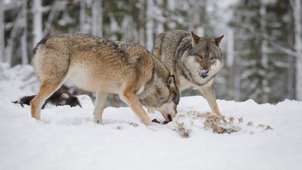 Lisensfelling, ulvejakt, NJFF - NJFF