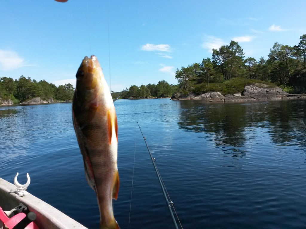 Fiskemuligheter - Risør JFF Tryta