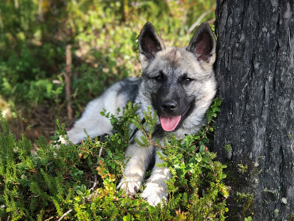 Hund - Kongsberg JFF