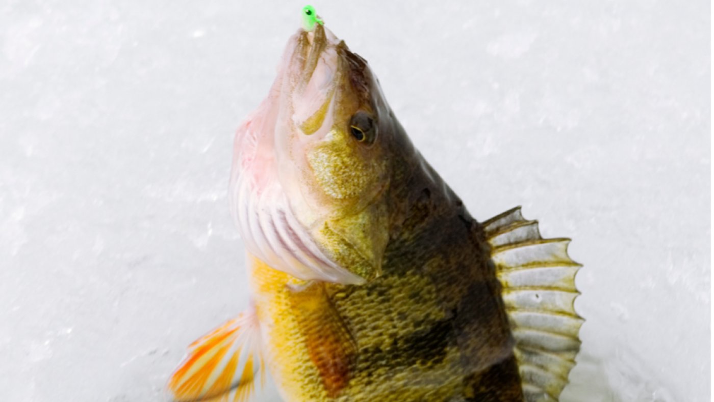 Fiske - NJFF