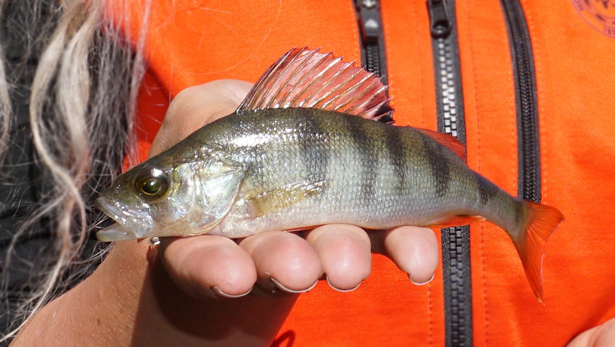 Fiske i ferskvann - NJFF