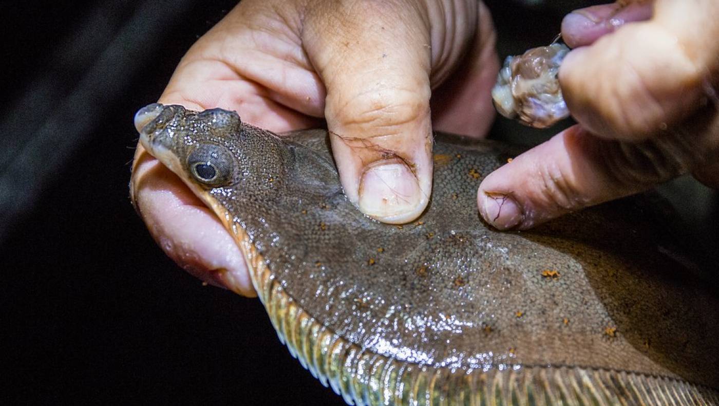 Fiske i saltvann - NJFF