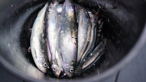 Prøv deg på sildefiske i vinter - NJFF