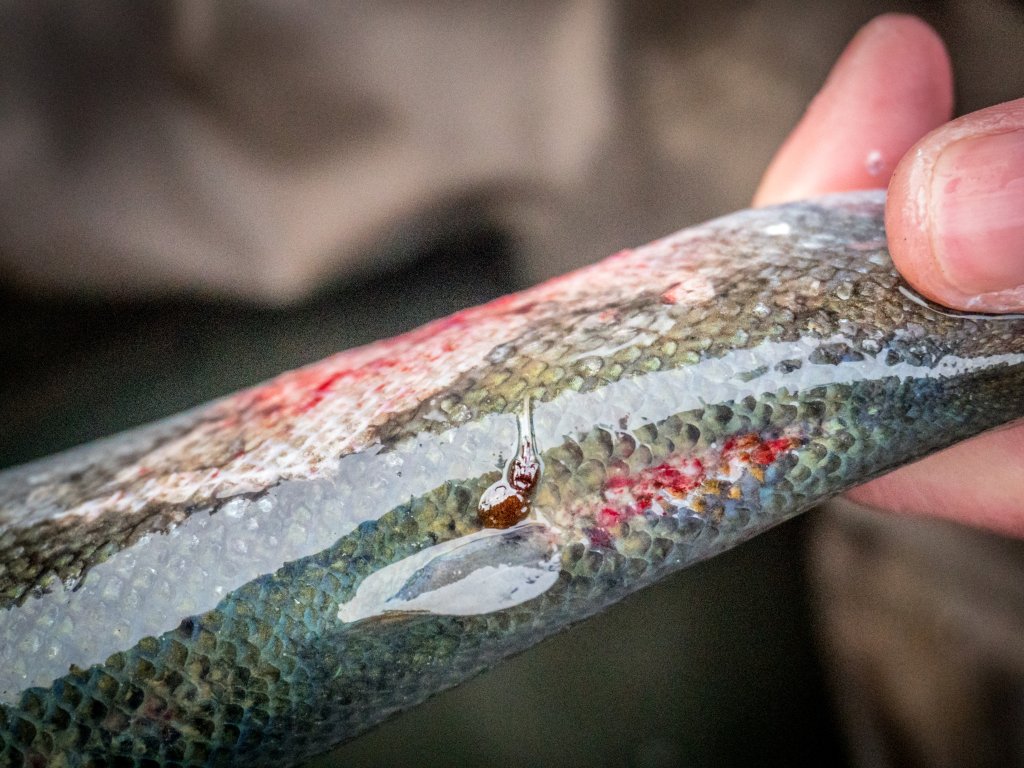 Sykdommer og parasitter - NJFF