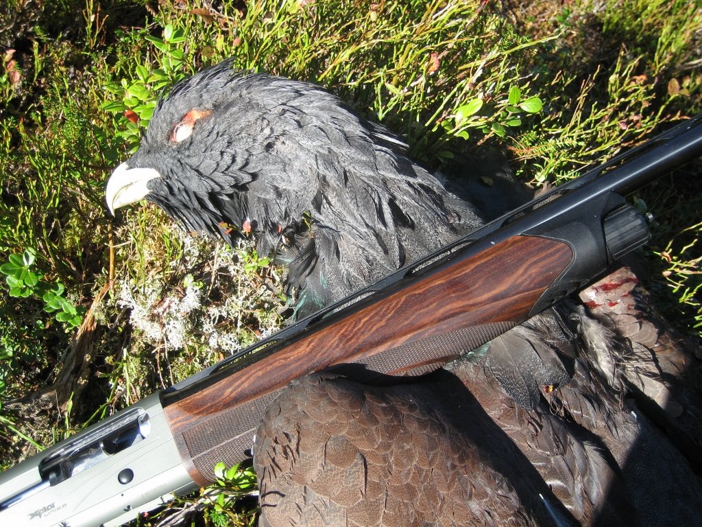 Jakt - Nord-Odal JFF