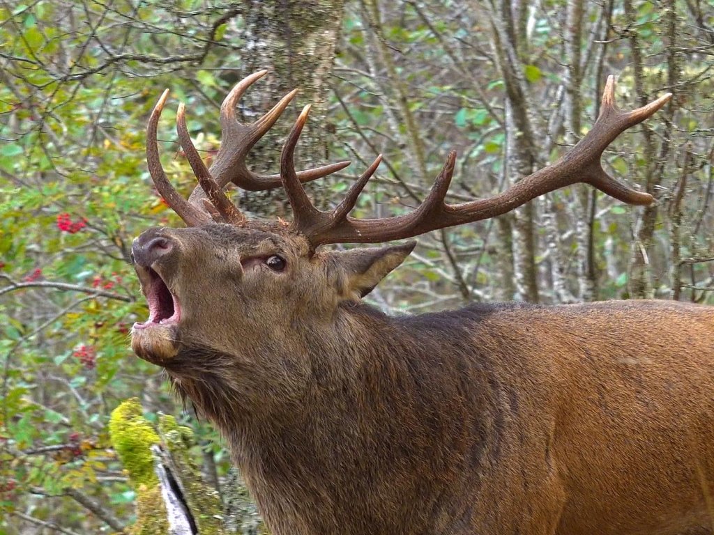 Hjortejakt - NJFF Hedmark