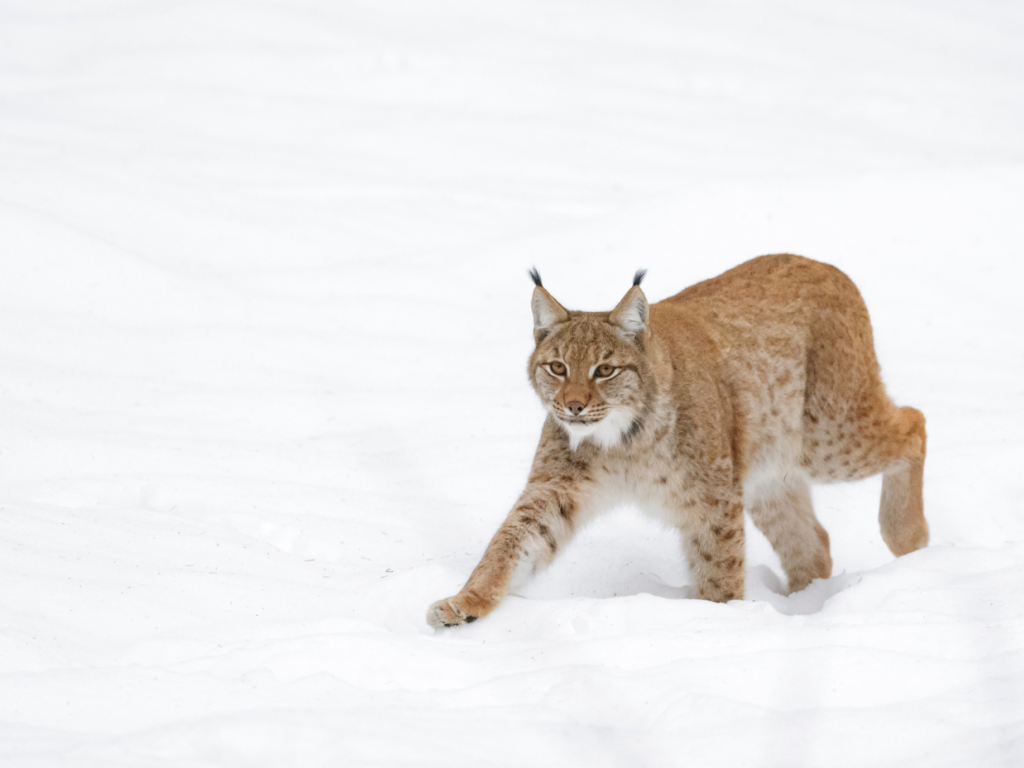 Kvotejakt gaupe 2025 - NJFF Hedmark
