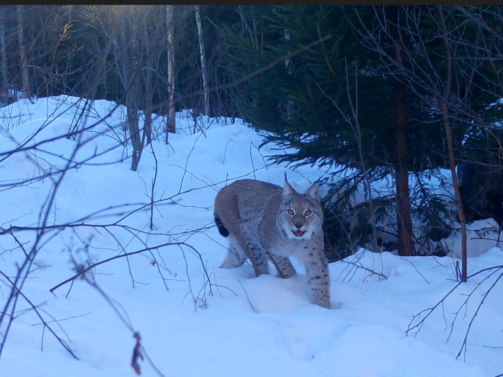 Kvotejakt på gaupe 2025 - NJFF Hedmark