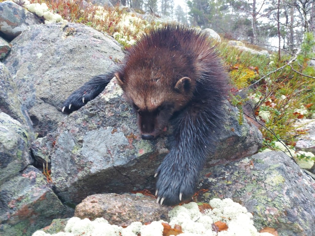 NJFF fikk gjennomslag for fellingsperiode for jerv - NJFF Hedmark