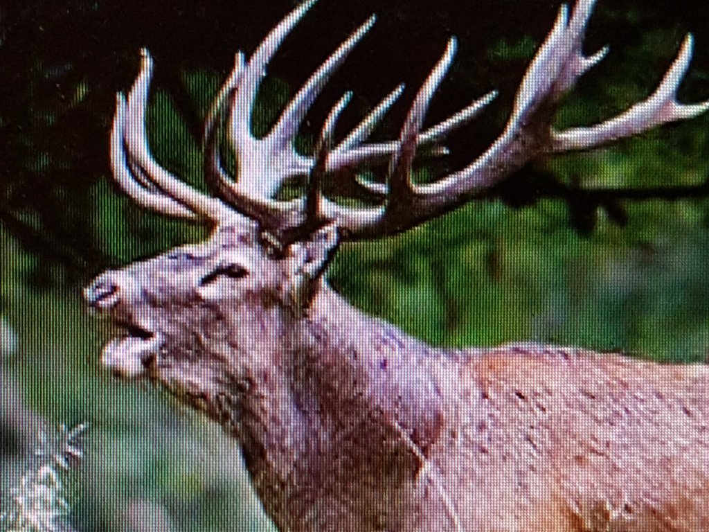 Hjortejakt i Søndre Elverum - Sørskogbygda JSK