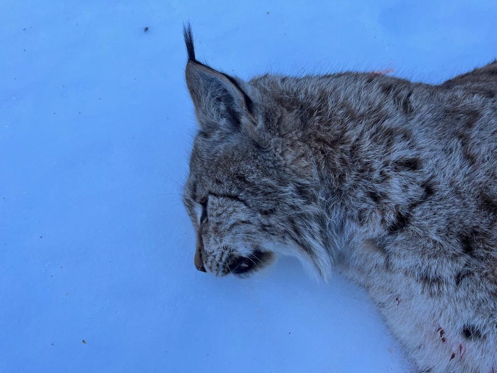 Gaupe felt i Stange Almenning - Stange JFF