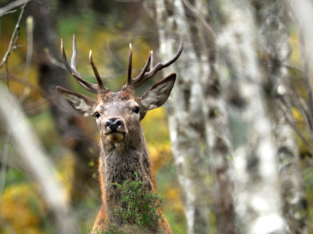 Hjortejakt - Voss JFL