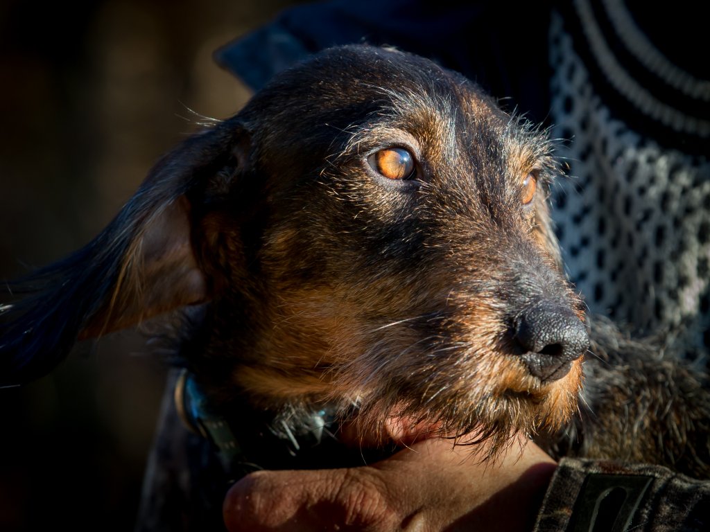 Jakthundraser - NJFF