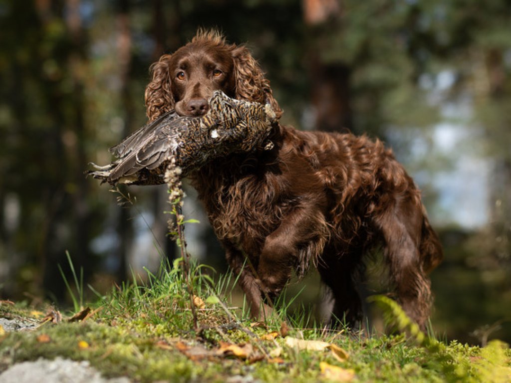 Cocker spaniel - NJFF
