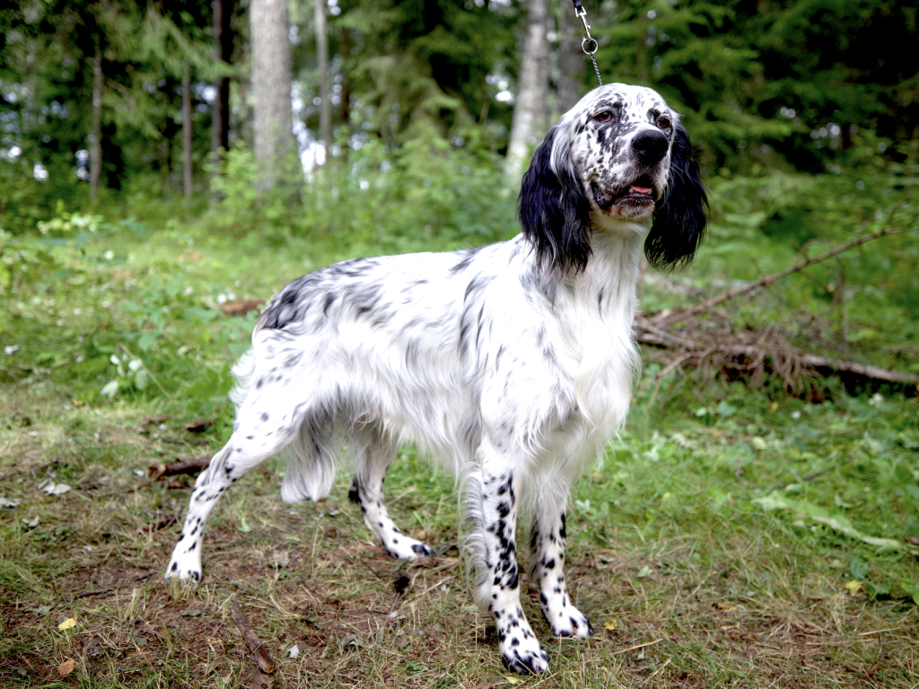 Engelsk setter - NJFF
