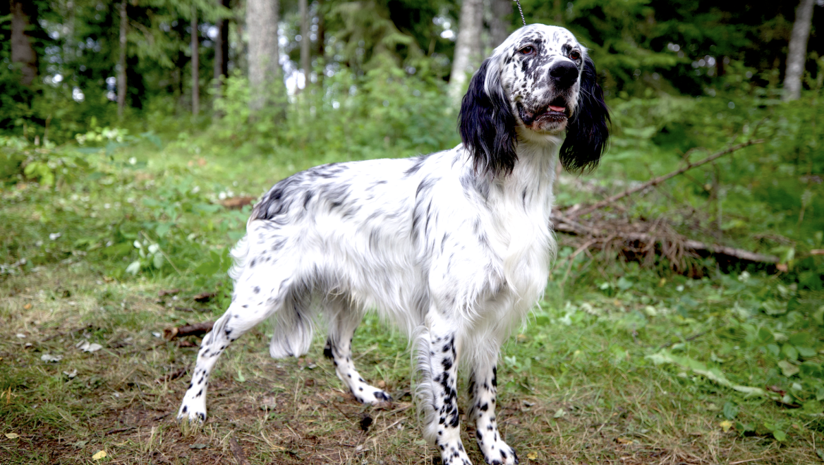 Engelsk setter - NJFF