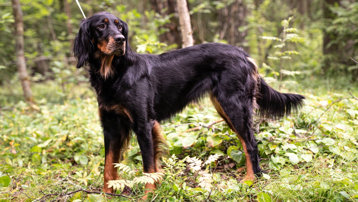 Gordon setter - NJFF