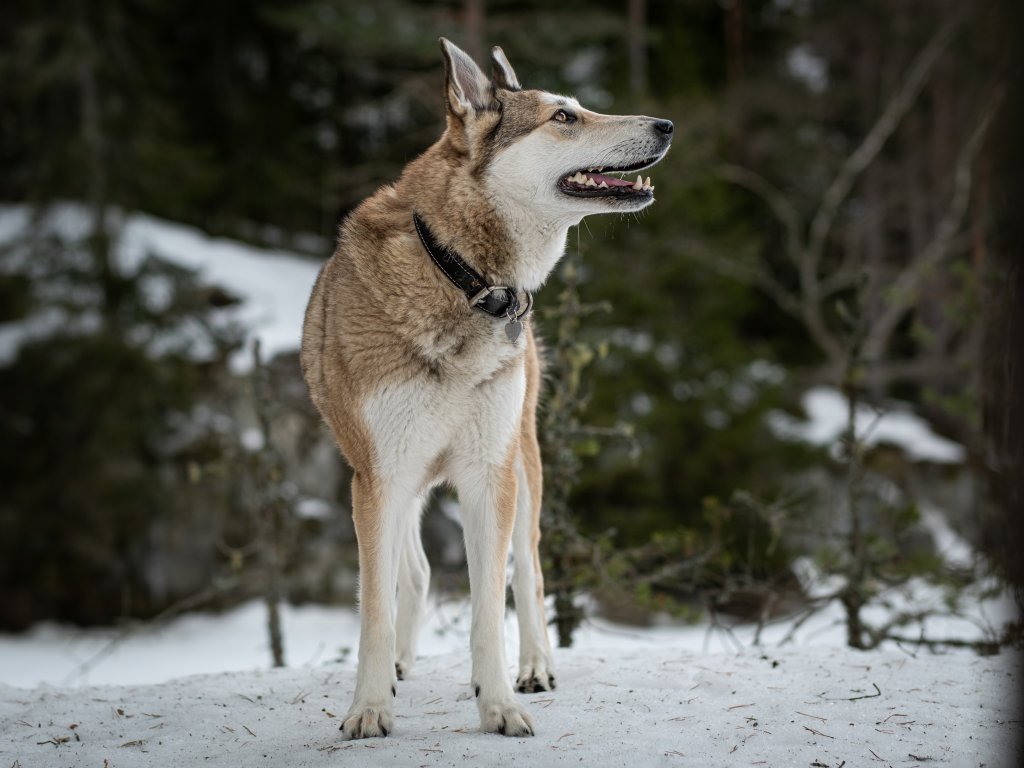 Vestsibirsk laika - NJFF