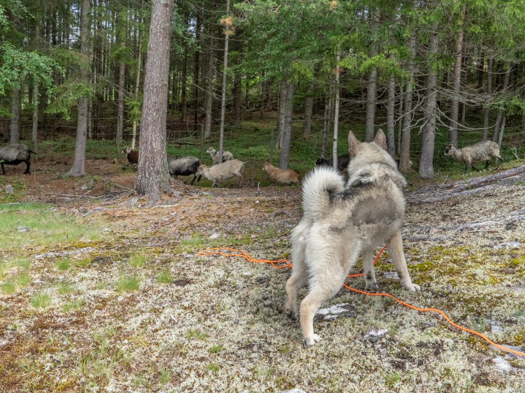 Aversjon instruktørkurs Bergen 28.-29. juni - NJFF