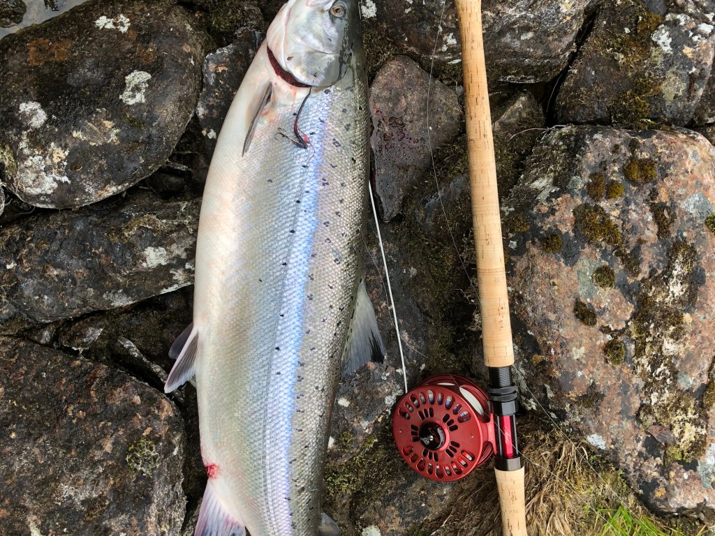 Laksefiske starter - NJFF Nord-Trøndelag