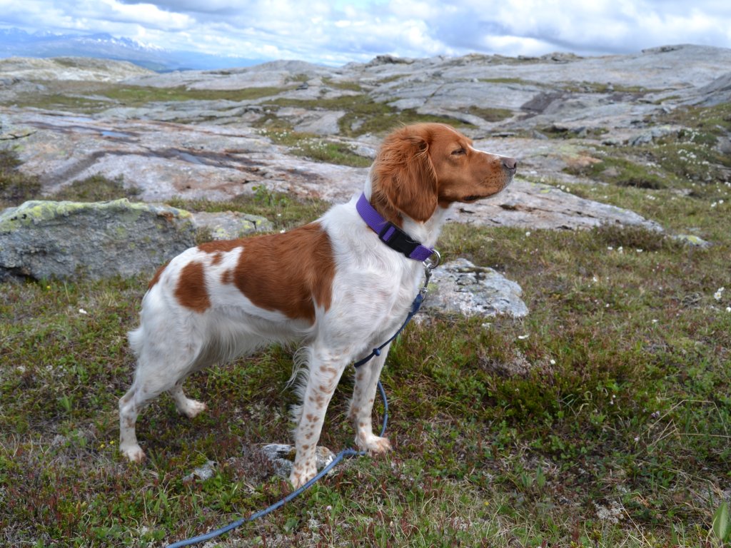 Dressurområdet i Heggmoen er stengt til 10. mai - Bodø JFF