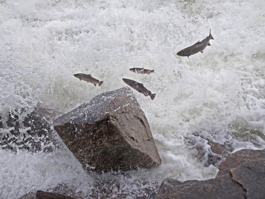 Fiske - NJFF Nordland