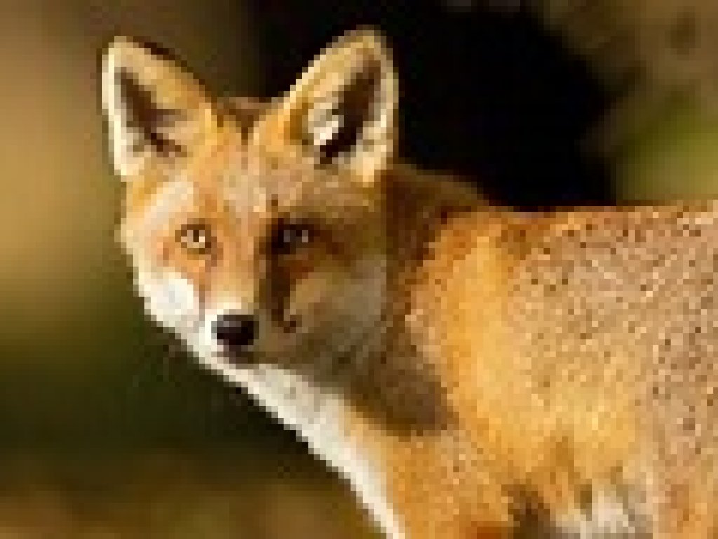 INTROJAKT på Rev og Hare - 01-11-2025 - Kvam JFF