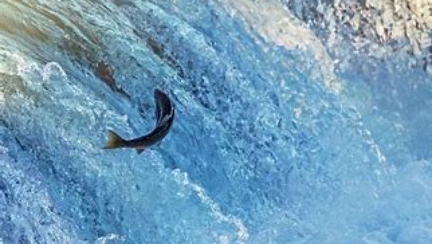 Laksefiske i Storelva - Sauda jeger- og fiskerforening