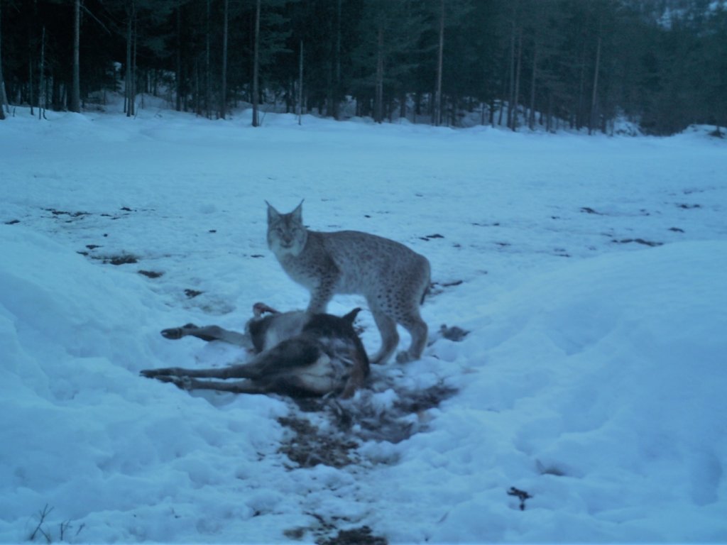 Gaupejakta 2025 - NJFF Telemark