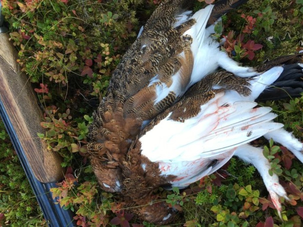 Jegerprøvekurs Mars 2026 Bardu JFF - Bardu JFF